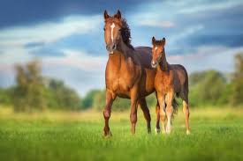 Das Pferd